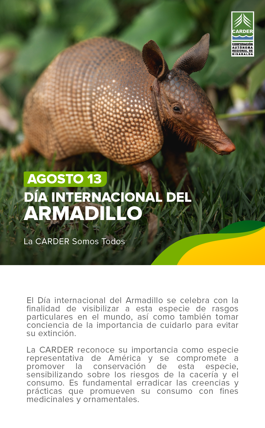 Día Internacional del Armadillo. – CARDER